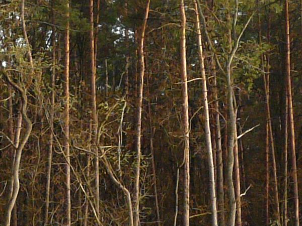 forest side view texture 0001 - Texturelib